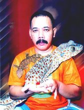 My Life: Cicak tokek @ Gecko...