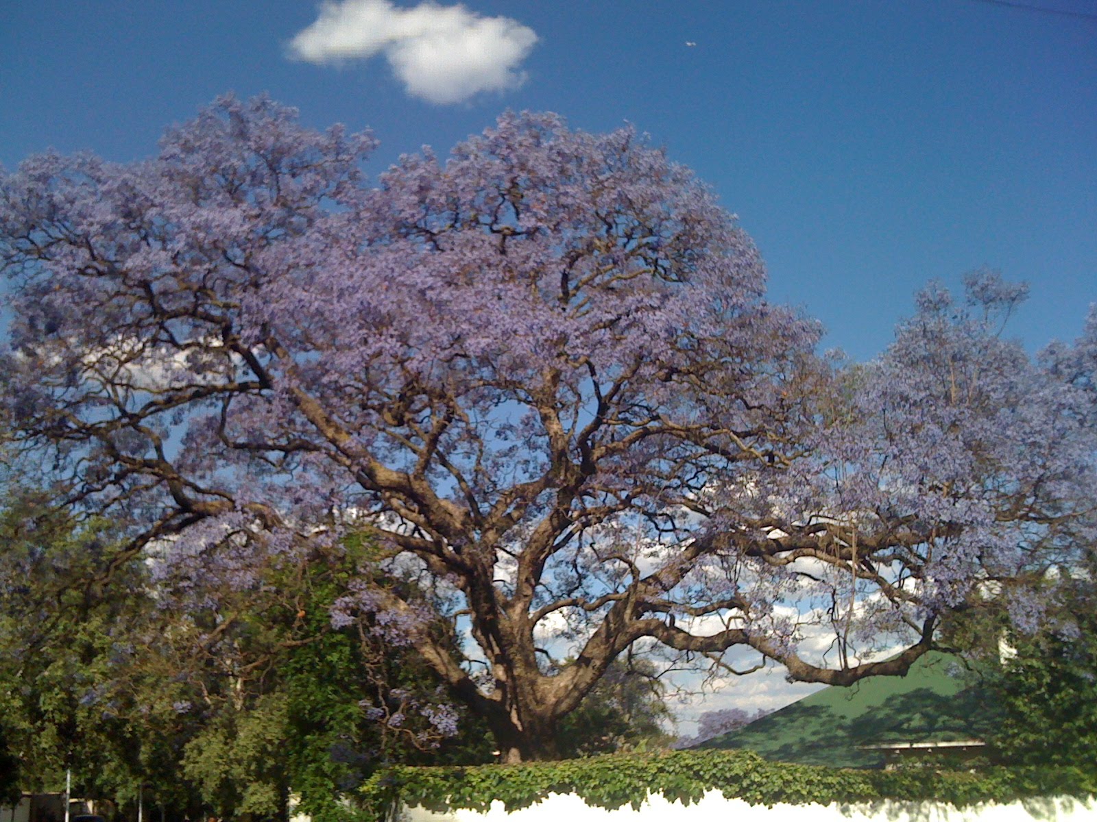Our South African Adventure: Jacaranda Season