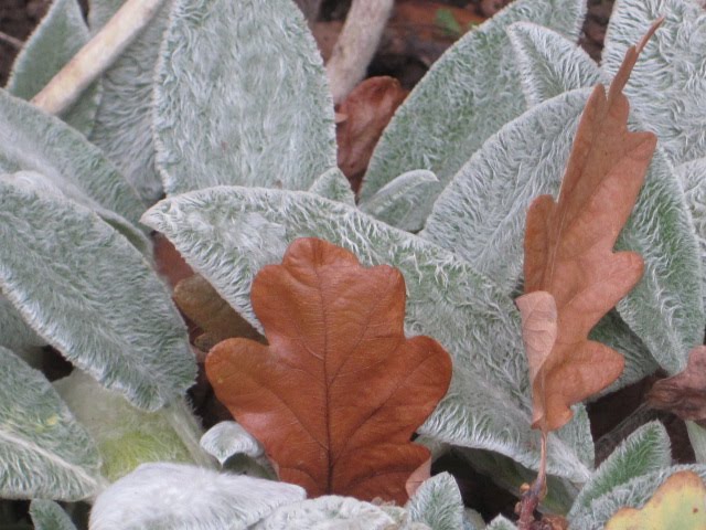 Nutty Gnome: Acer, Acer Baby!