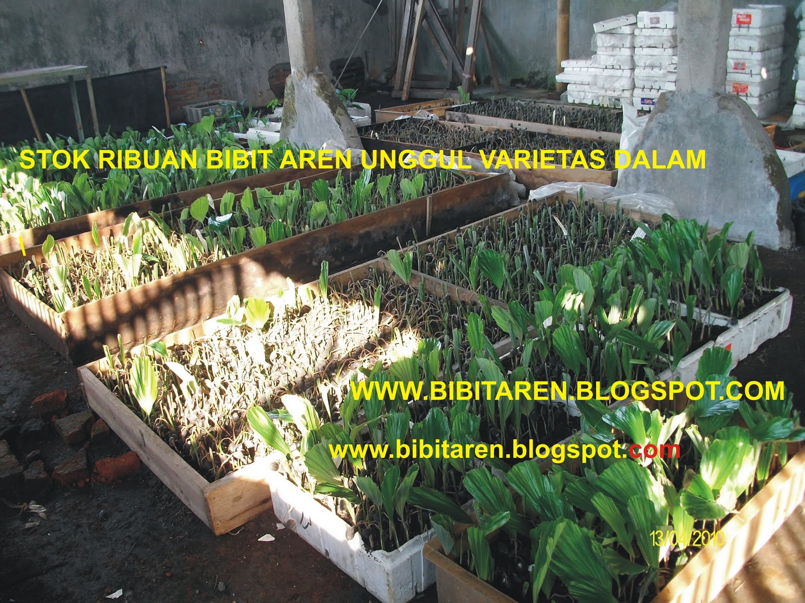 Bibit Aren Varietas Dalam