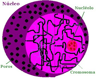 BiologiaNuclear: El Nucleo Celular