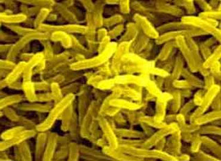 Les Malalties Infeccioses: El Còlera