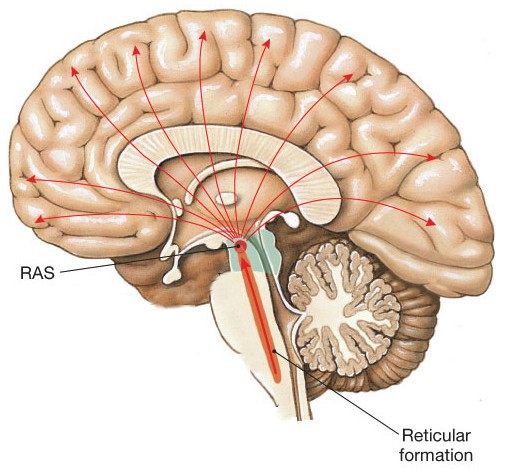 Psicofisiologia II UVG: Formación Reticular