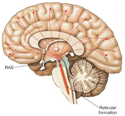 Reticular Activation: How the Human Anatomy Prevents Ads from Reaching ...