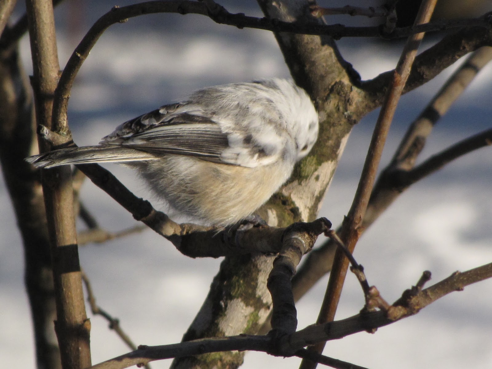 Le Blogue à Zonzon : Mésange à tête noire leucique et définition ...