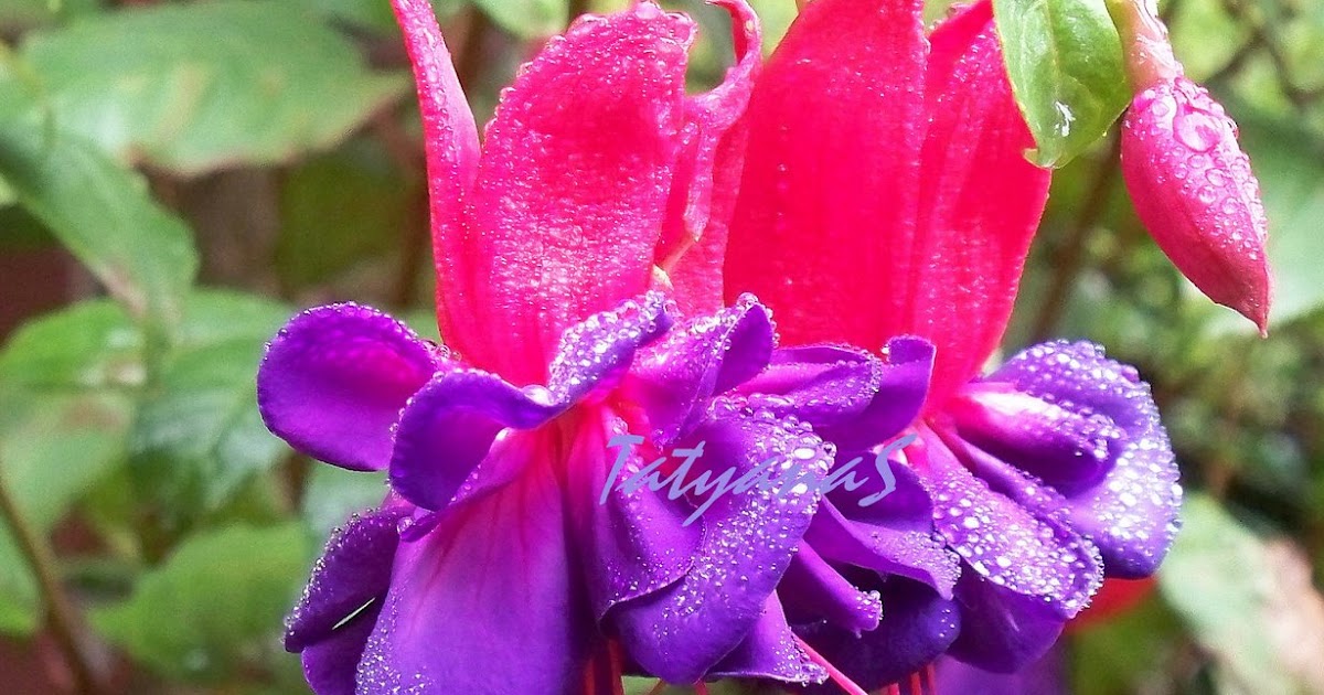 MySecretGarden: Fuchsia Double Otto