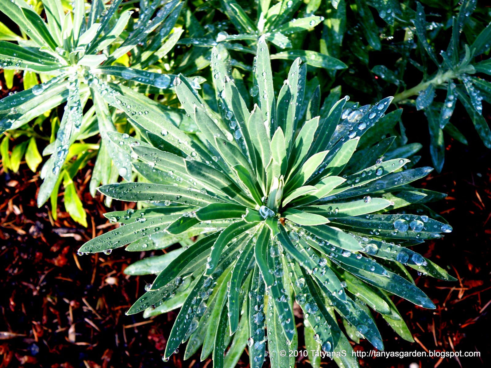 MySecretGarden: A Year Round Beauty: Euphorbia