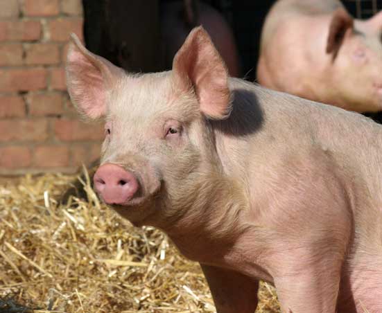 Rocky Credit Union Speak: Lessons From Pigs, Truckers And Overtime