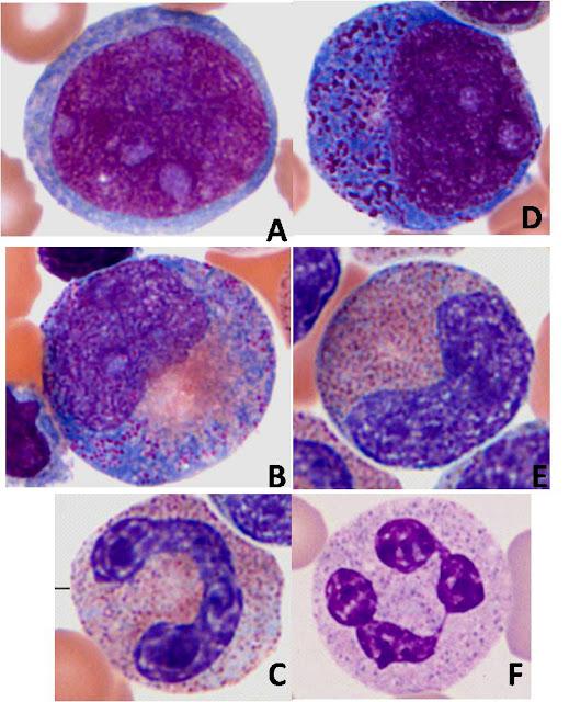 SOS BIOLOGIA CELULAR Y TISULAR: SANGRE. Blood. Granulopoiesis
