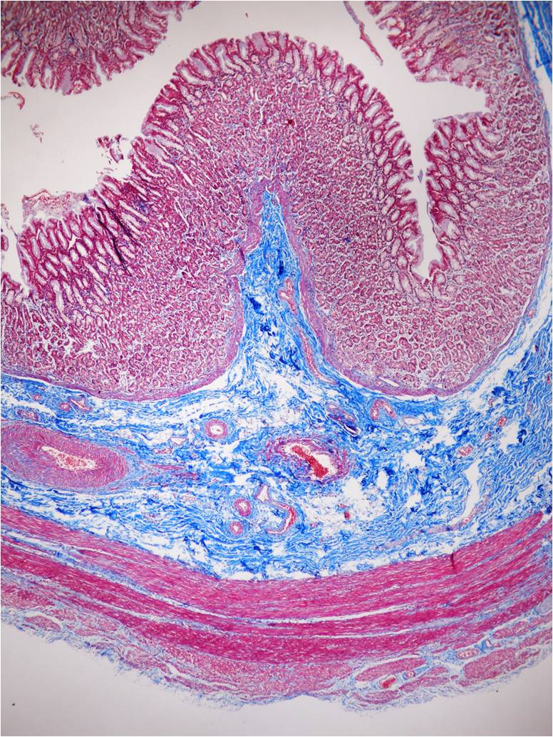 SOS BIOLOGIA CELULAR Y TISULAR: DIGESTIVO
