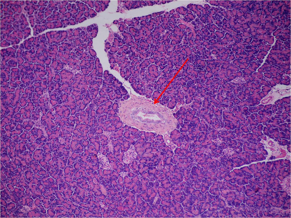 SOS BIOLOGIA CELULAR Y TISULAR: DIGESTIVO