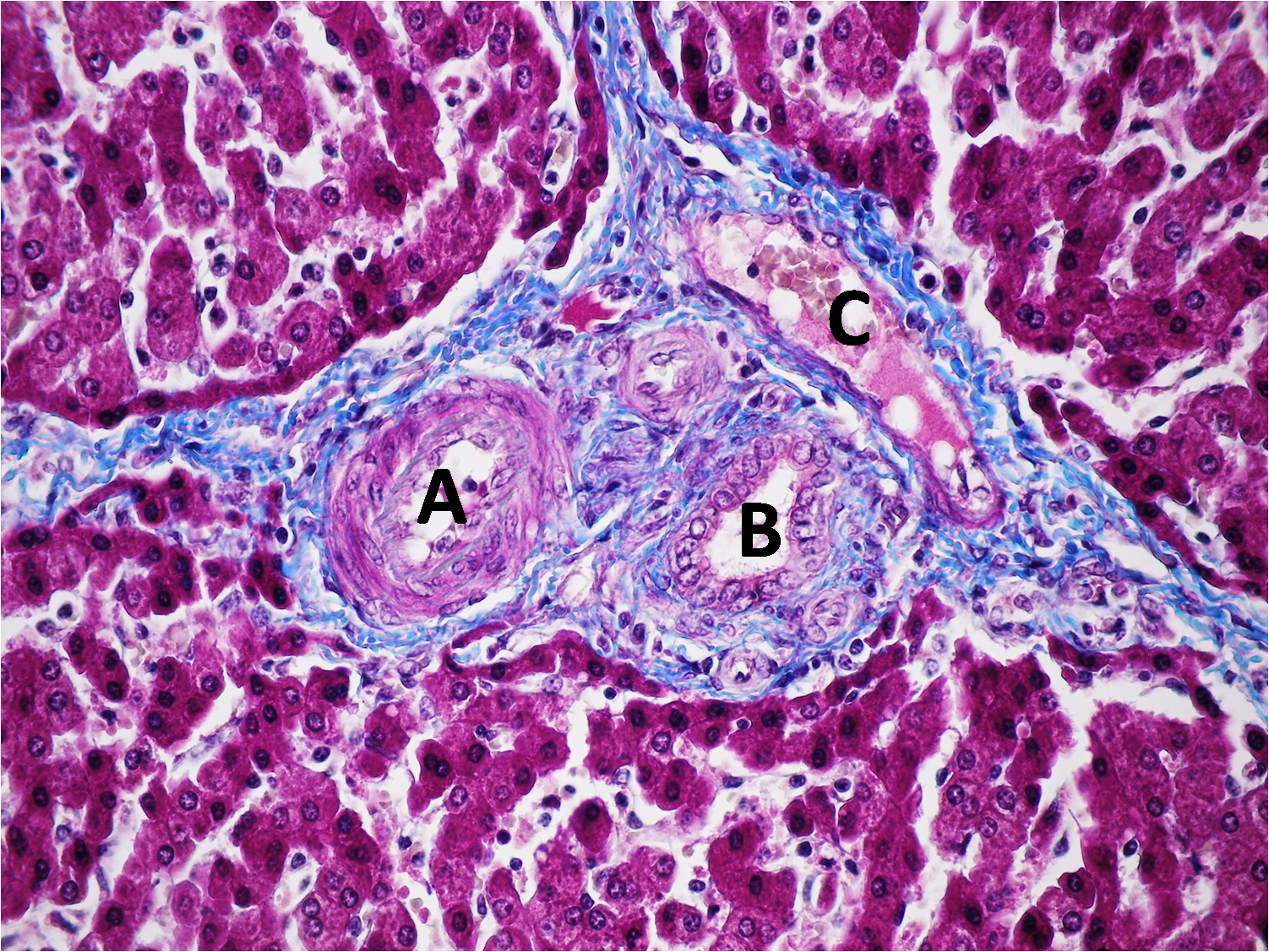 SOS BIOLOGIA CELULAR Y TISULAR: DIGESTIVO. HIGADO