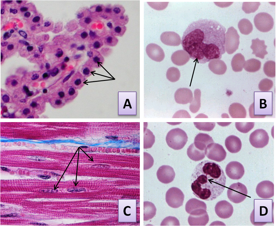SOS BIOLOGIA CELULAR Y TISULAR: NUCLEO. FORMA