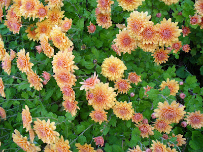 Comfort Plants – Plant Something Oregon