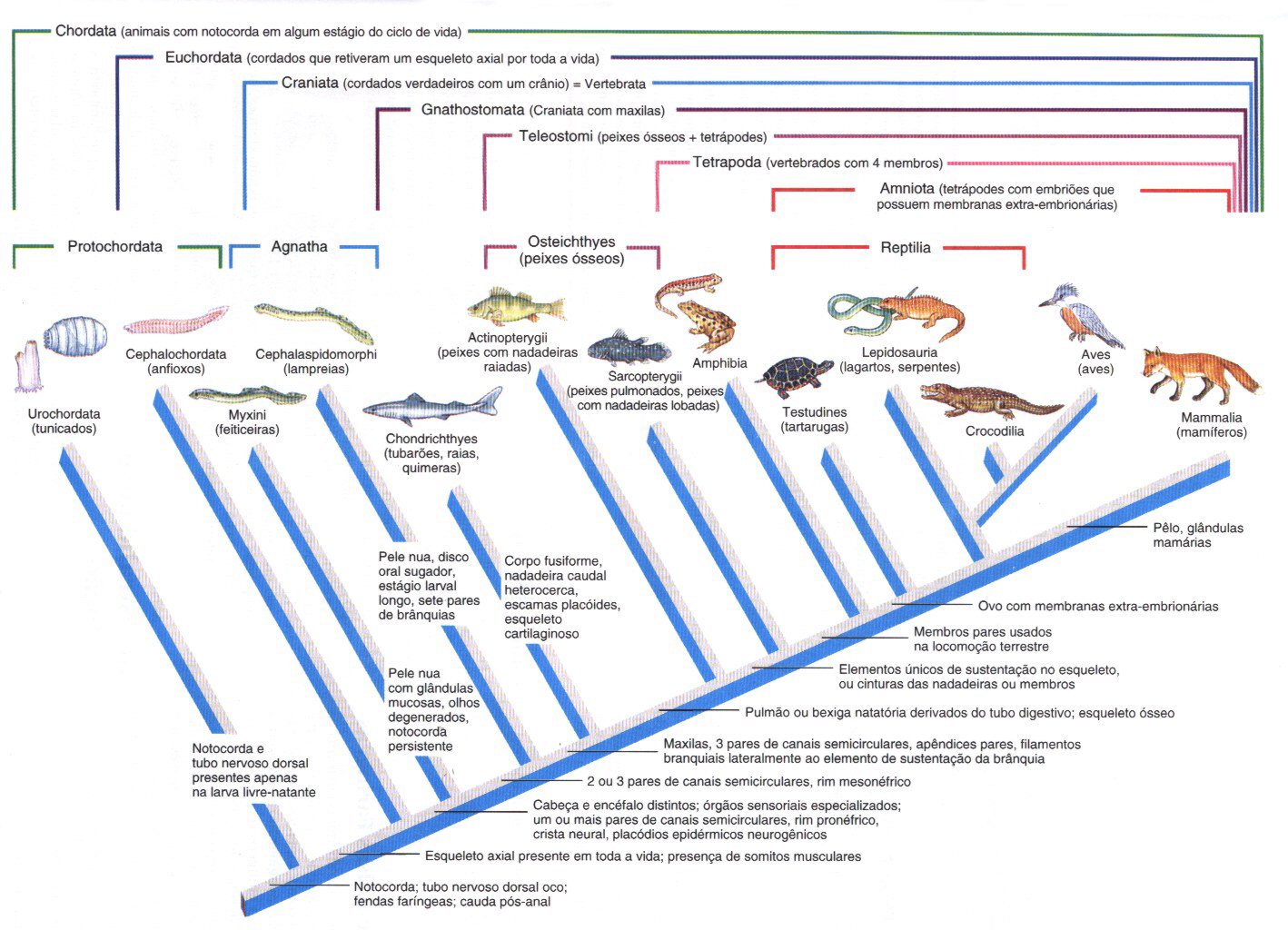 Super Biologia: Classificação dos Seres Vivos
