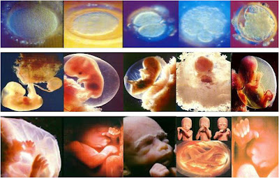 Home: Proses Perkembangan Janin Dalam Kandungan