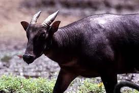 Sulawesi Anoa Animal ~ javatour-visitindonesia