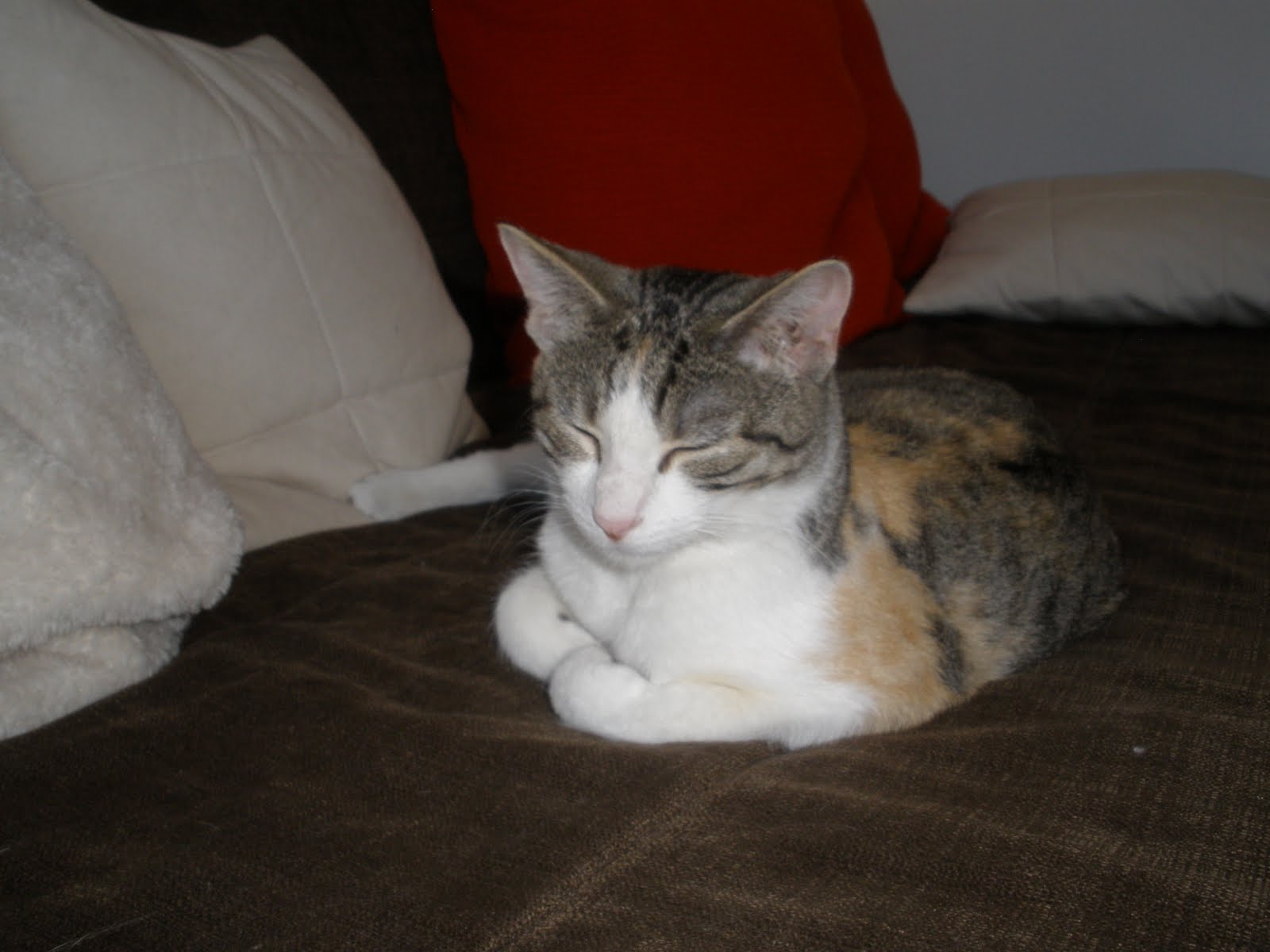 The Official Ohio Alleycat Resource Blog: Lost Cat / Female Calico ...
