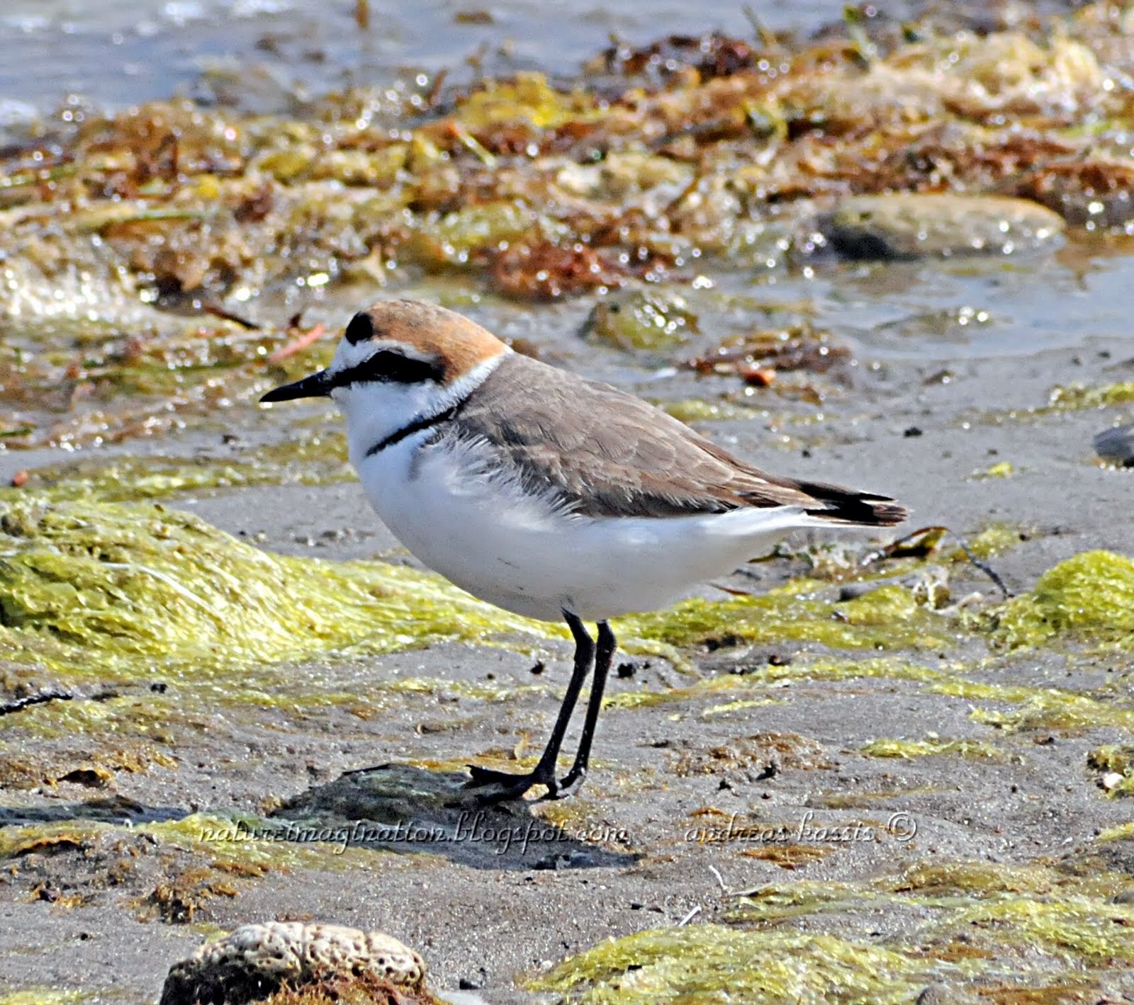 NATURAL WORLD : Charadrius alexandrinus – Θαλασσοσφυριχτής – Kentish Plover