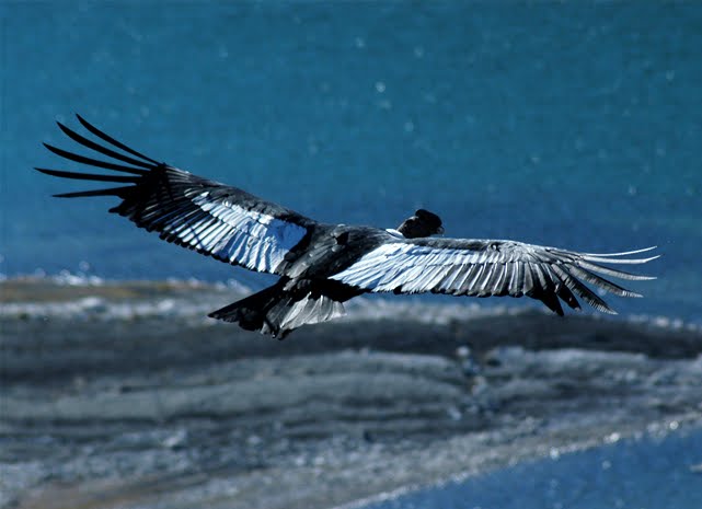 The Peruvian Backpacker - PerúEstilo.pe: The beautiful legend of the Condor