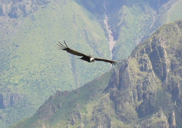 The Peruvian Backpacker - PerúEstilo.pe: Mirador Cruz del Condor ...