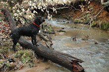 Gentleman's Boykin Spaniel Kennels