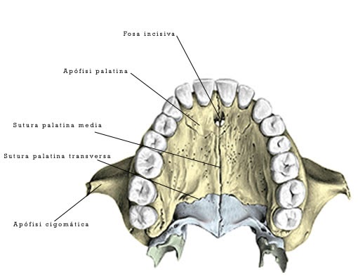 Prótesis dentales: MANDÍBULA