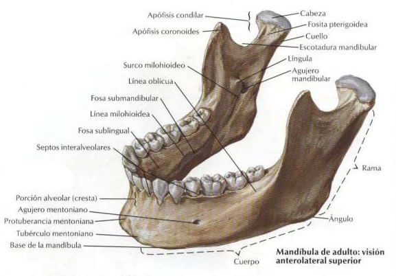 Prótesis dentales: MANDÍBULA