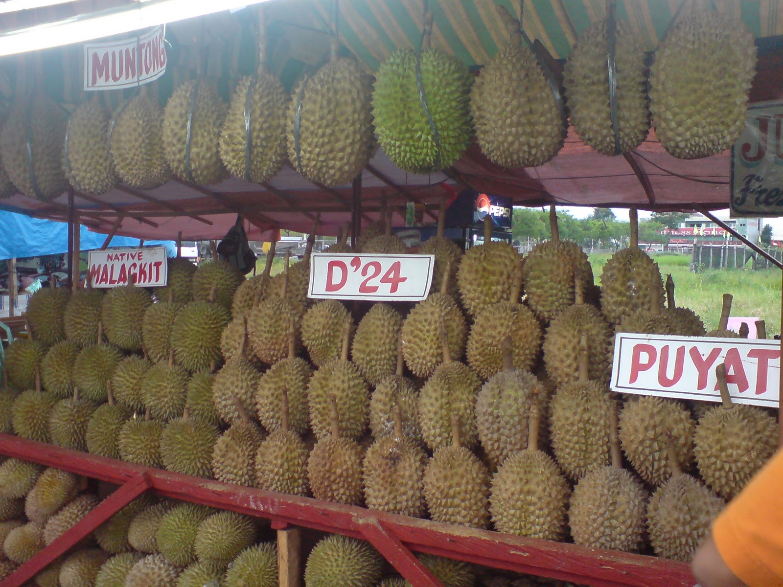 Davao City Tour Itinerary | Indie Escape