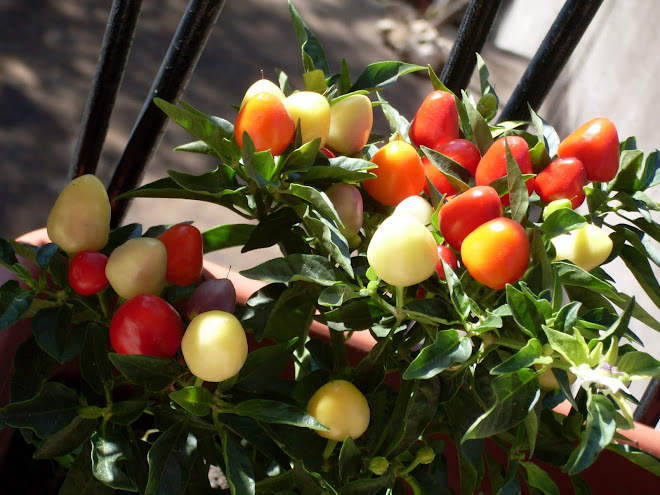 dolci-decorazionietentazioni: Cioccolattini Misti...