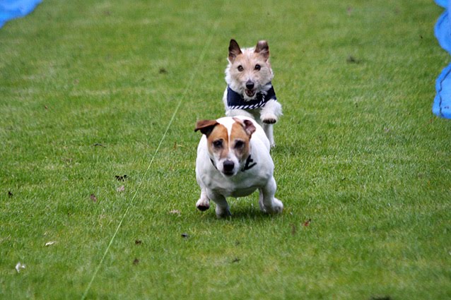 Indian Dog Kaya-Kiani: Jack Russel Race