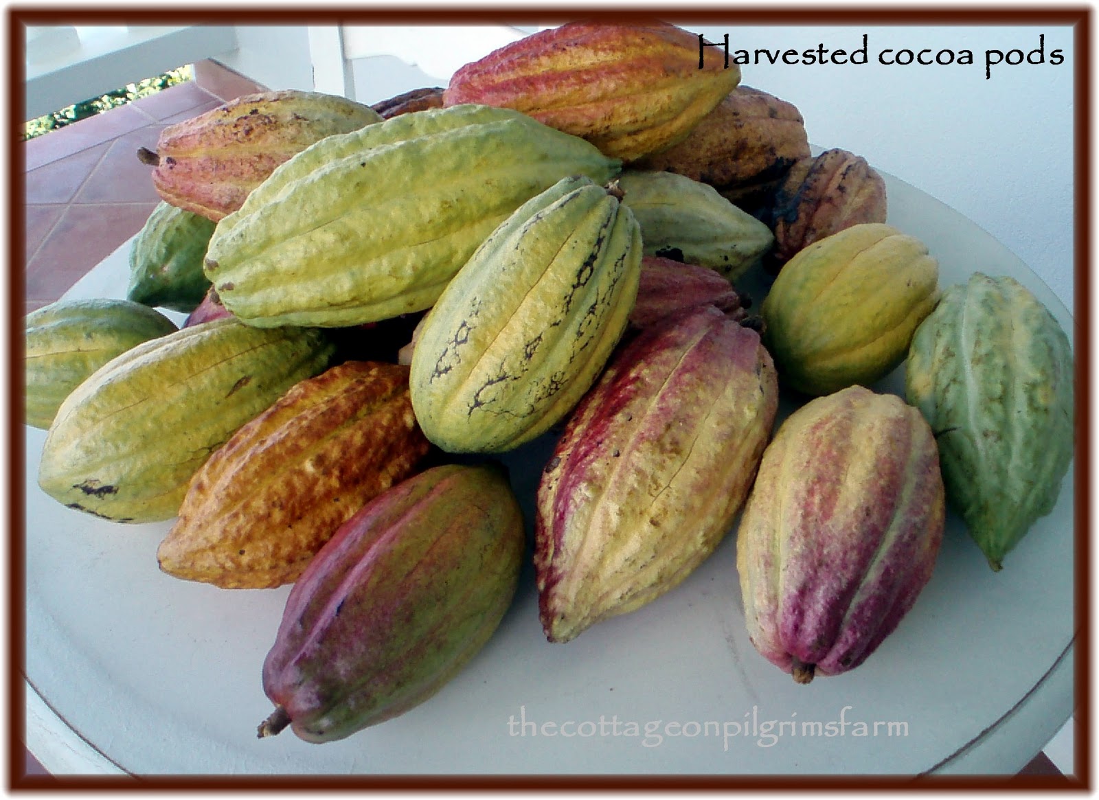 Cottage Life on Pilgrim's Farm: Cocoa Delight Harvest...