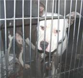 Prairie Pit Bull Rescue Society