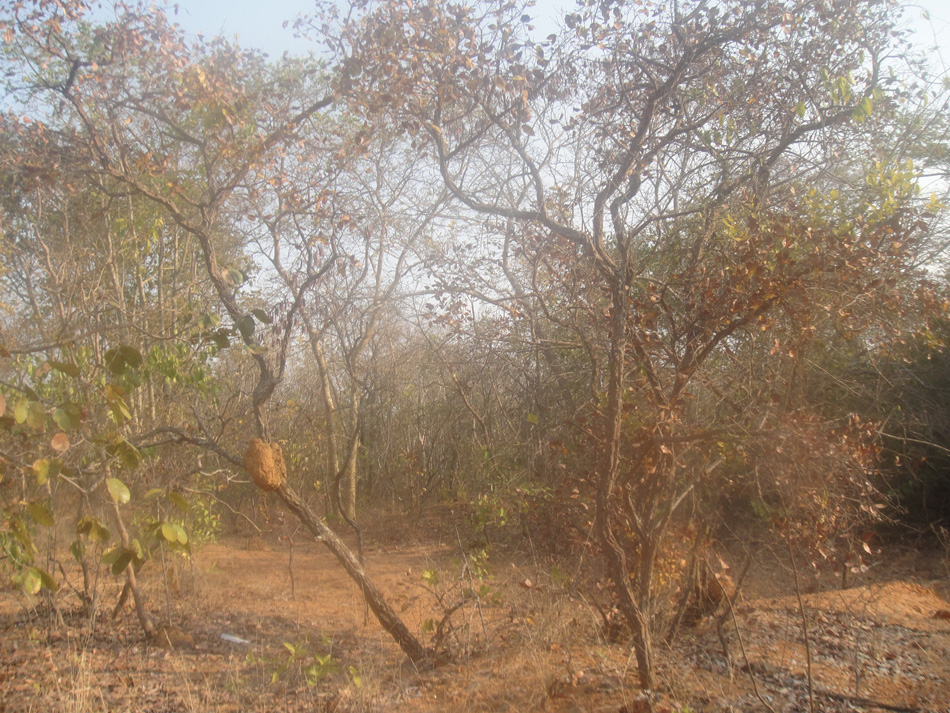 cCelle: O CERRADO MINEIRO