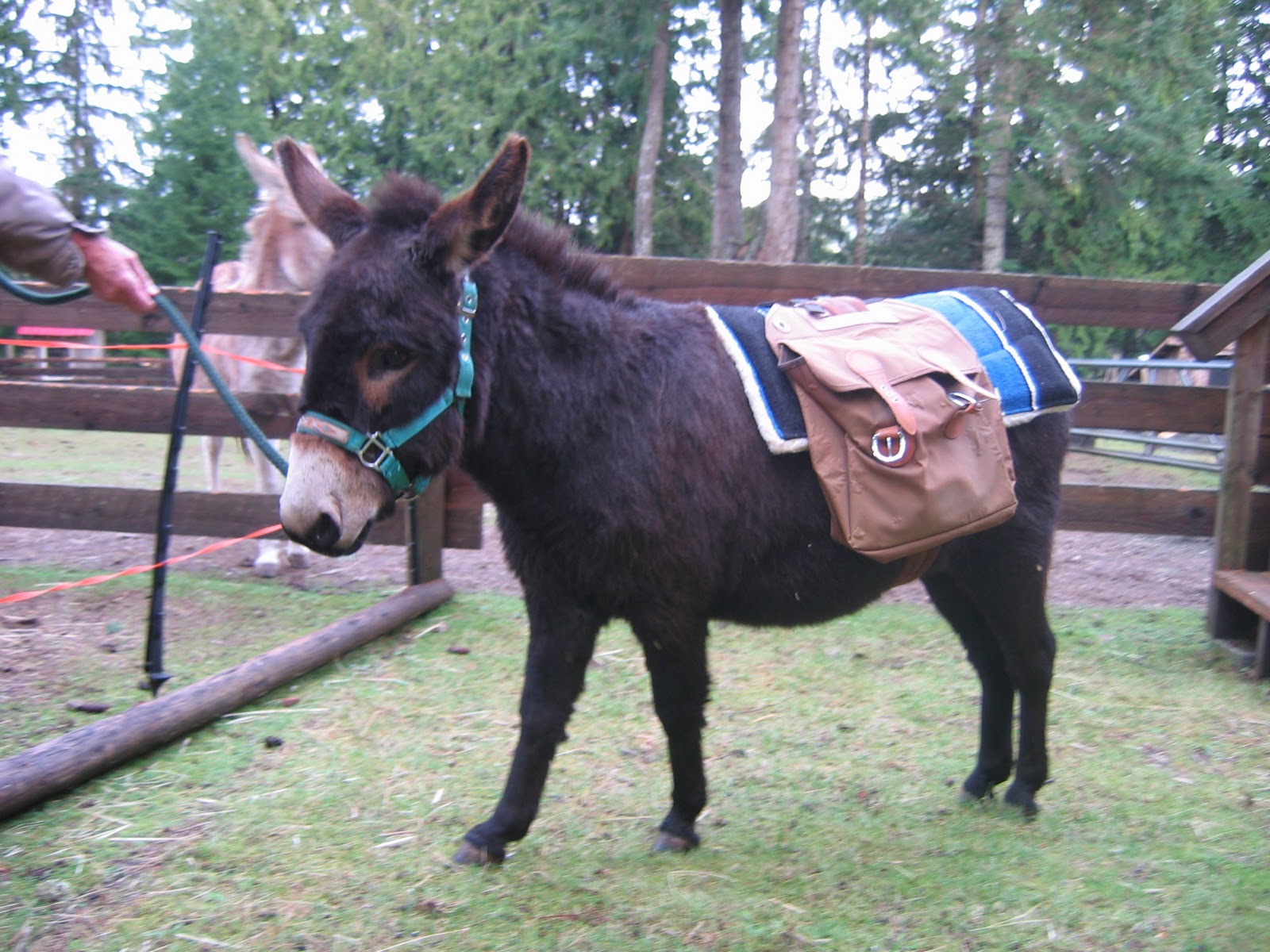 A Donkey Diary: Beginning packing