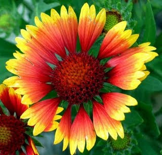 Plants Classification: Angiosperm