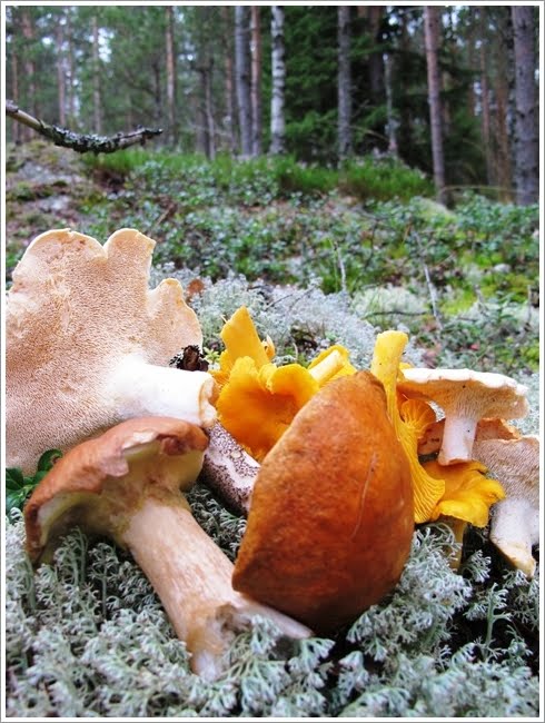 NokEnMatblogg: Jeg gikk en tur i skogen...