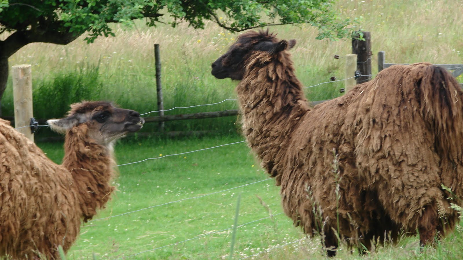 SoMaRo Worldtrip 2010/2011: WWOOF-ing
