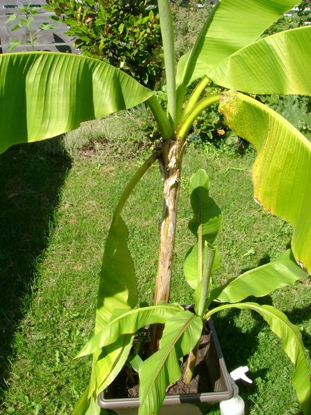 Plant Zone: Yucca rostrata Transplant, Musa basjoo, stevia