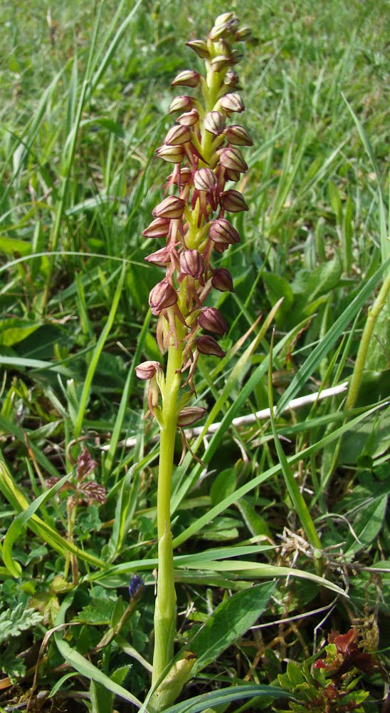 Ann Miles Blog: Man Orchid