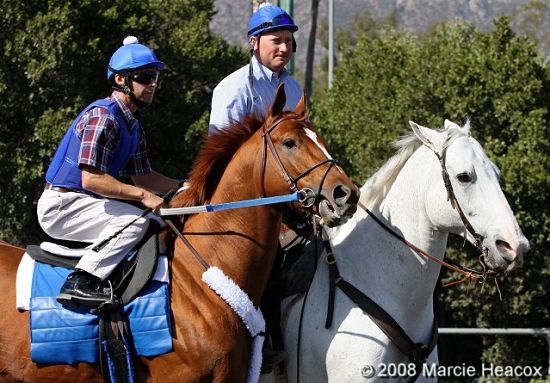 RACHEL ALEXANDRA - Super Filly! (News & Blogs): Who is that white pony ...