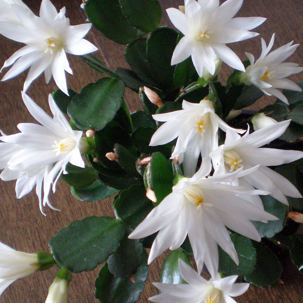 Morrgan's Creatures: Flowers Galore