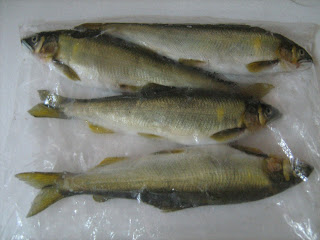 Alfred Insight's and Research: Ayu Fish