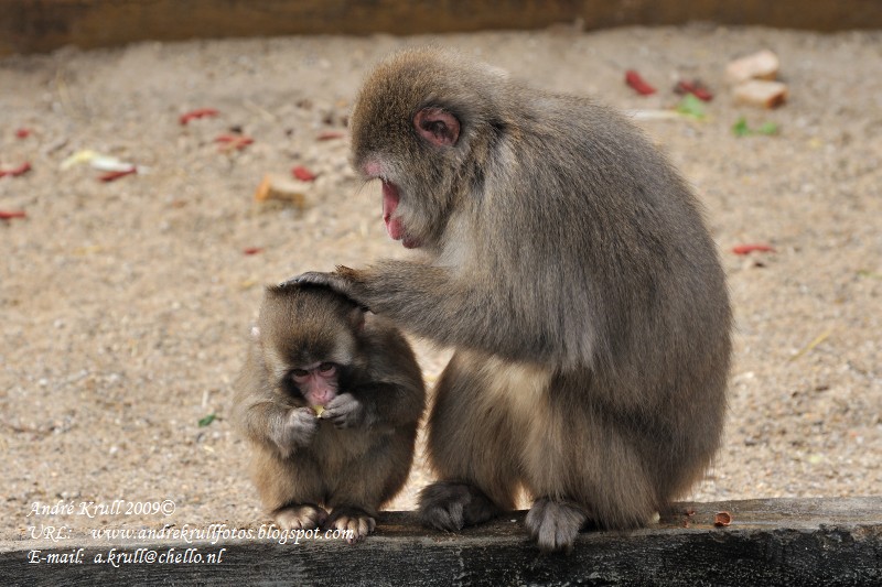 fotos van Andre Krull: Japanse Makaken