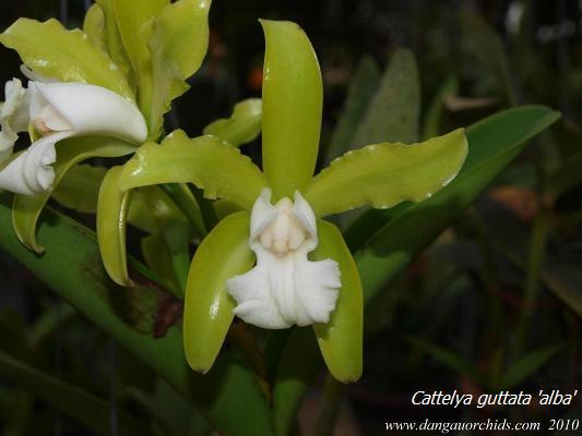 Orchids de Dangau: Cattleya and relative section - species