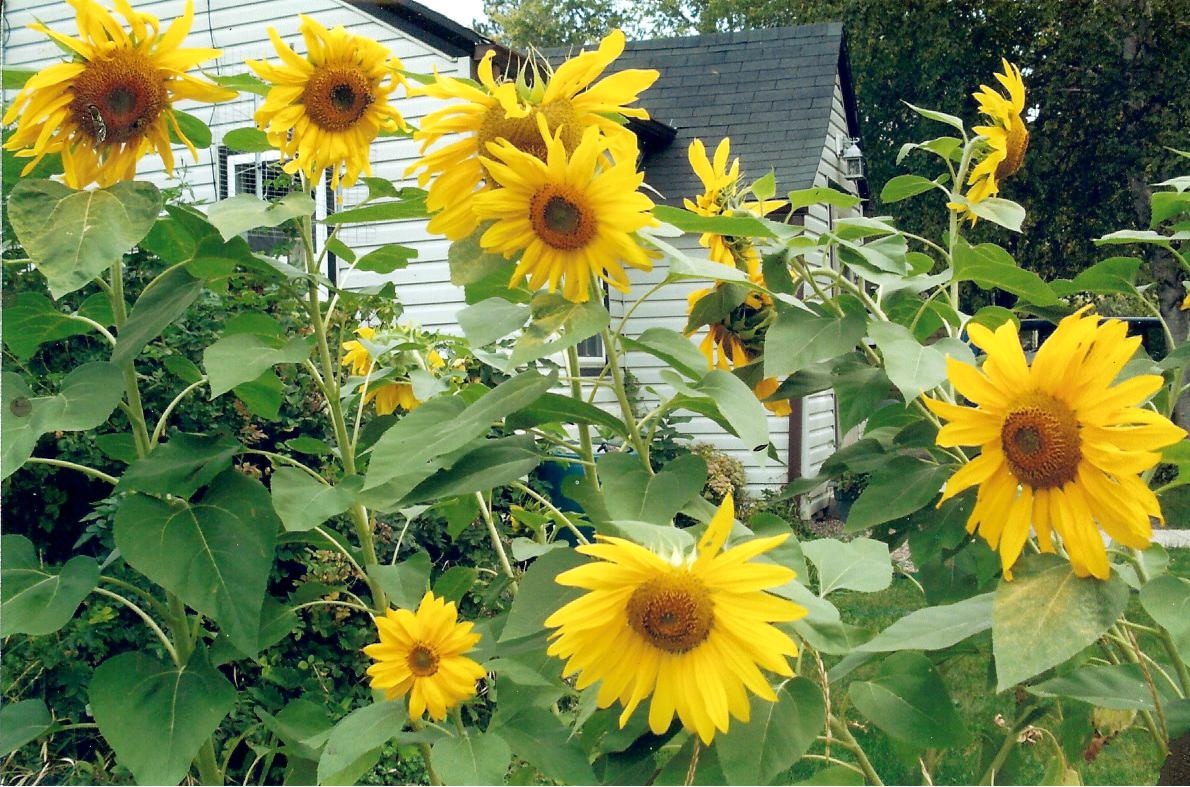 Paintersgarden Brought To You By The Color Yellow paintersgarden-brought-to-you-by-the-color-yellow