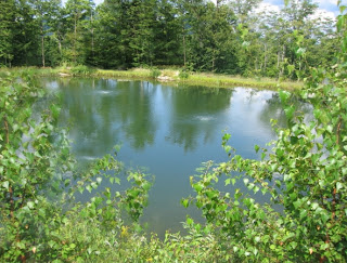 Road Trip: Quebec Natural Vegetation