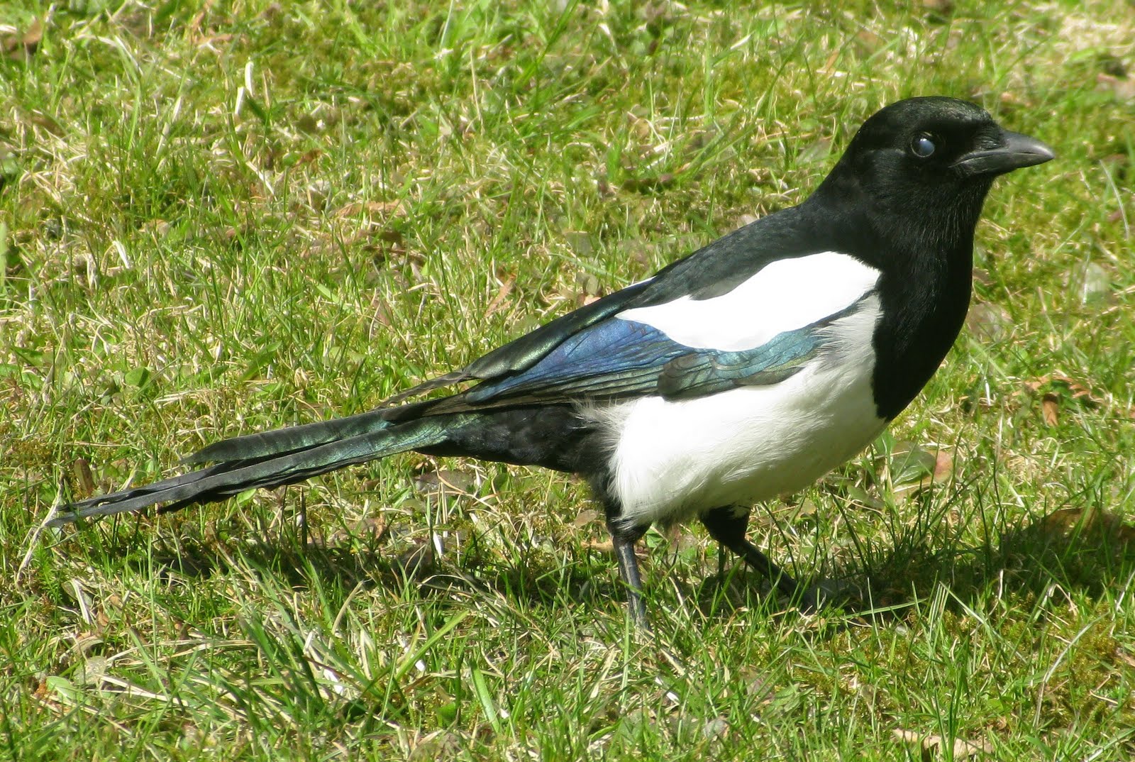 Loodusluup: Harakas ja teised