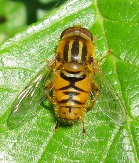 Loodusluup: Kakslaik-kiil ja punaliidrik