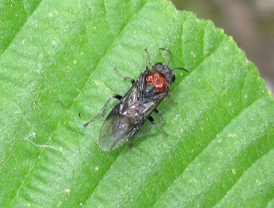 Loodusluup: Kakslaik-kiil ja punaliidrik